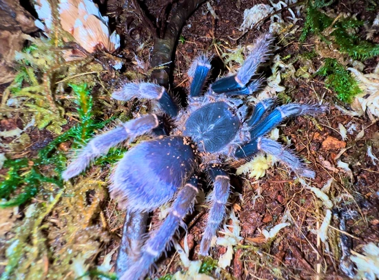 Malaysian Shiny Blue (Psednocnemis Brachyramosa) *FEMALE* Tarantula by ...