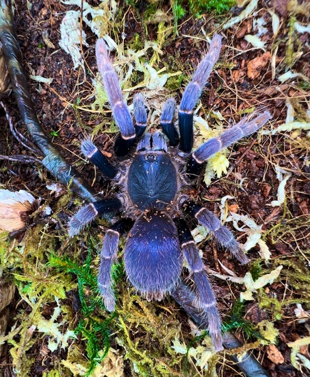 Malaysian Shiny Blue (Psednocnemis Brachyramosa) *FEMALE* Tarantula by ...