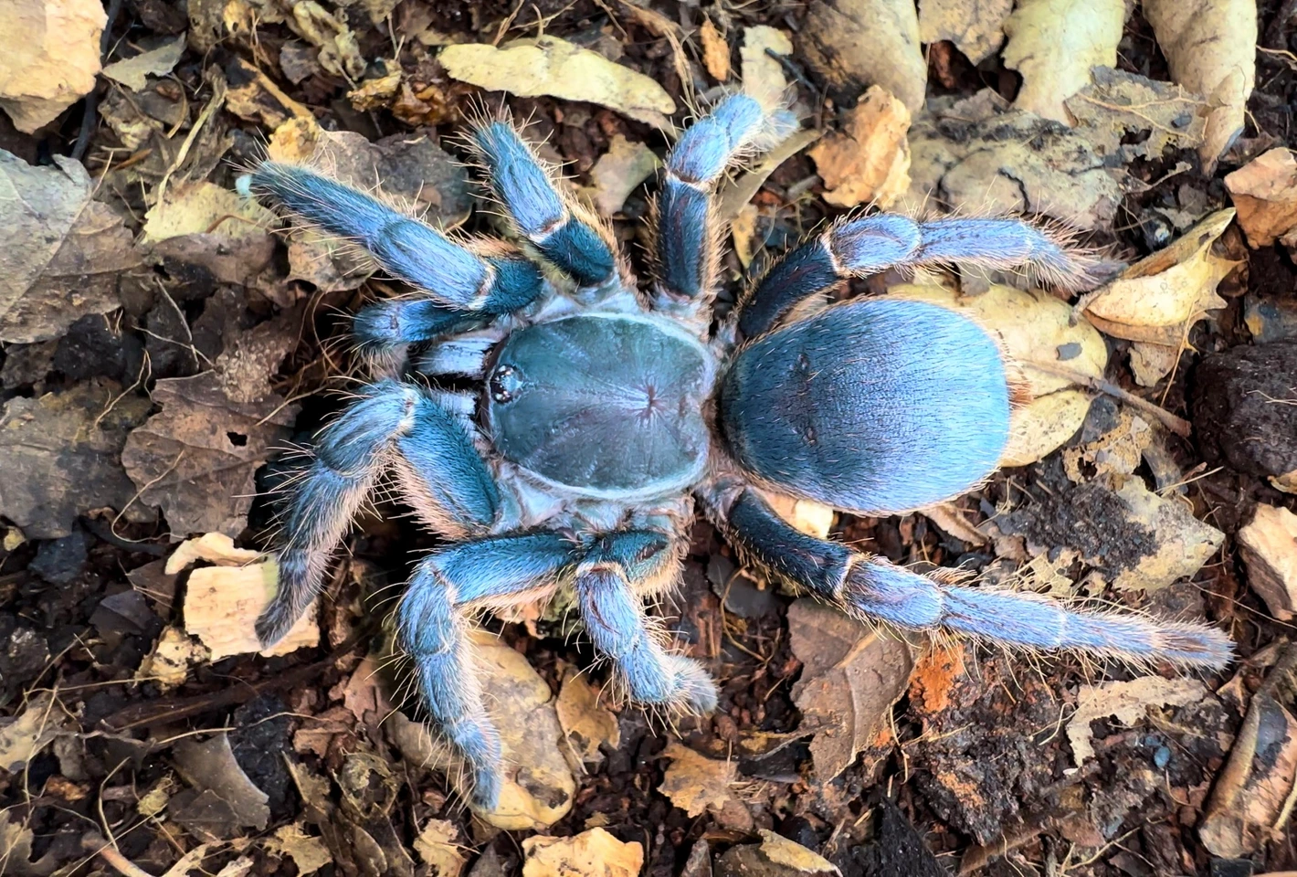 Orithoctinae Sp. Vietnam Silver (Sub Adult Female) Tarantula by ...