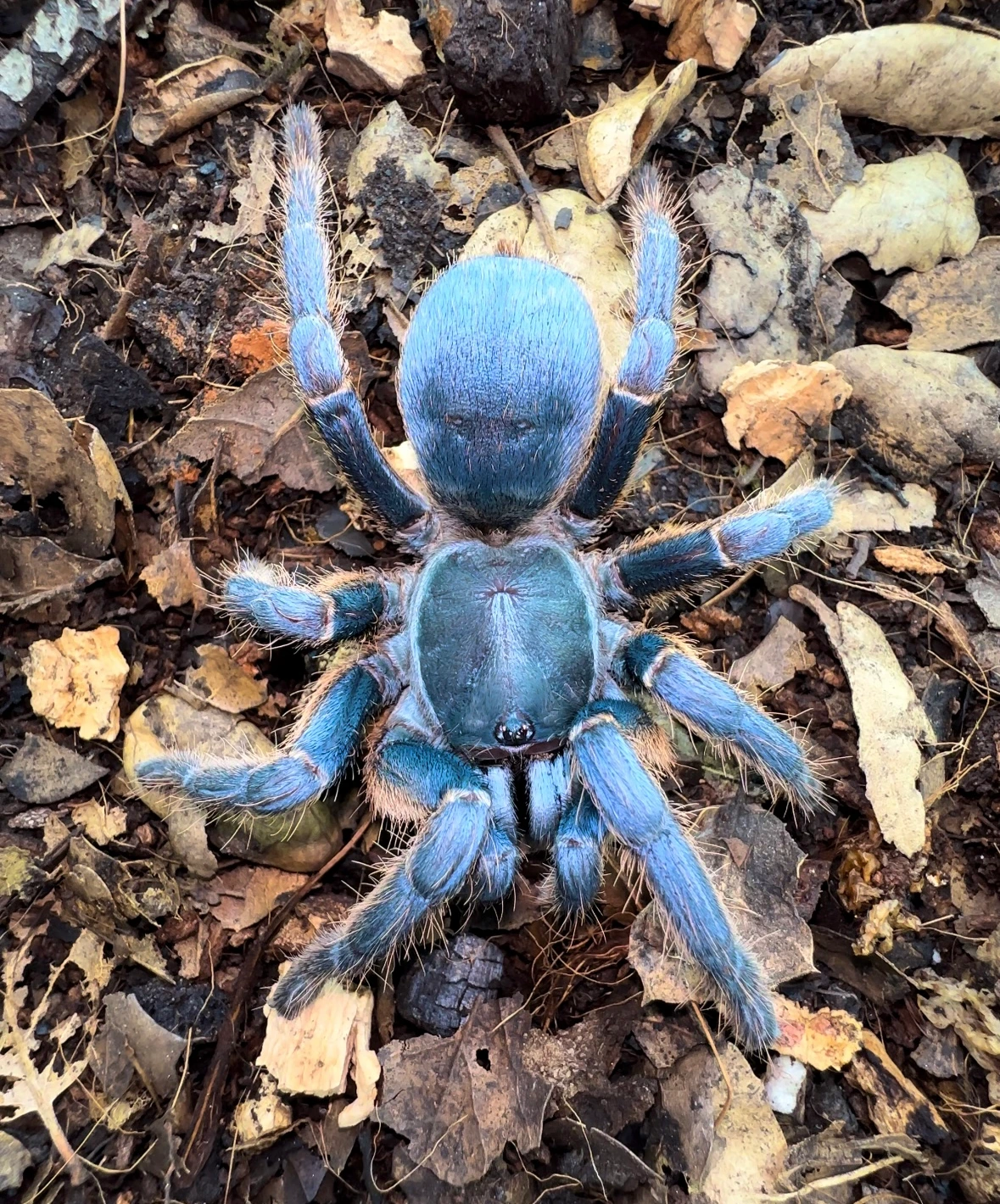 Orithoctinae Sp. Vietnam Silver (Sub Adult Female) Tarantula by ...