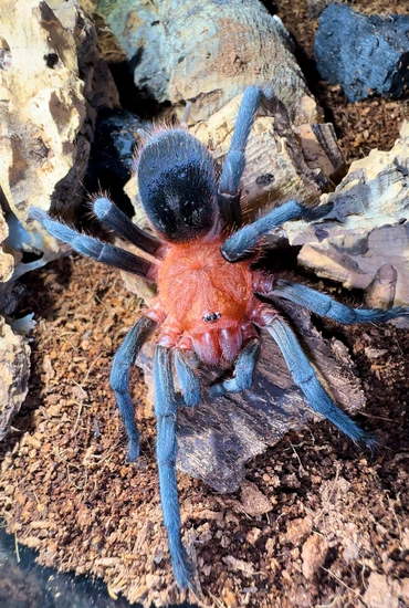 Brazilian Flaming Pink-Head (Bumba C.F Tapajos) *Female* Tarantula by ...