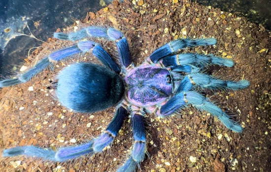 Phormictopus Dominican Purple (Well Started Sling) Tarantula by ...