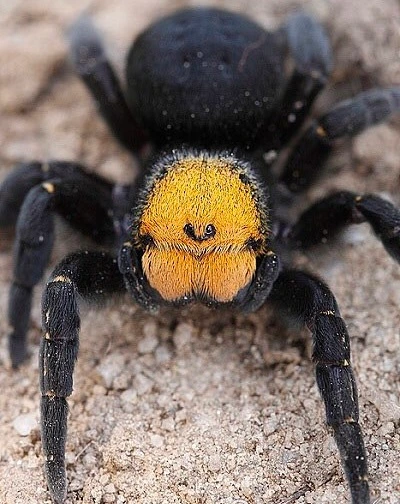 Golden Faced Velvet Spider (Sub-Adult Female) Tarantula by ...