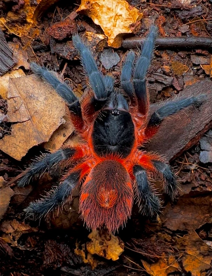 LAVA SPIDER - Davus Sp. Panama - Female 3 Inch! Tarantula by ...