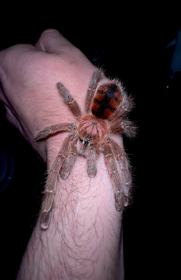 Avicularia Minatrix - Tiger Flame Pink Toe - 1+ Inch Juvenile Tarantula ...
