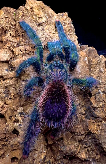 Cosmic Dream PinkToe - Avicularia Sp. Pullcalpa - Paired Adult Female ...