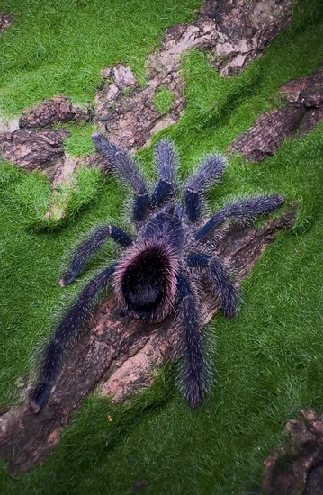 Peru Purple PinkToe - Avicularia Juruensis - Young Adult Female ...