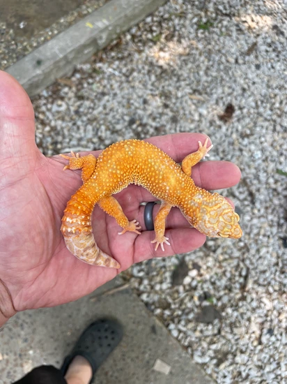 100% Lava Firewater. No Hets Leopard Gecko by Wet Geckos