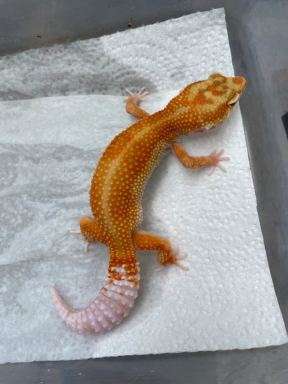 Wy Firewater Cross Father Is 100% Lava Firewater And Mom Is Snow Het Rw ...