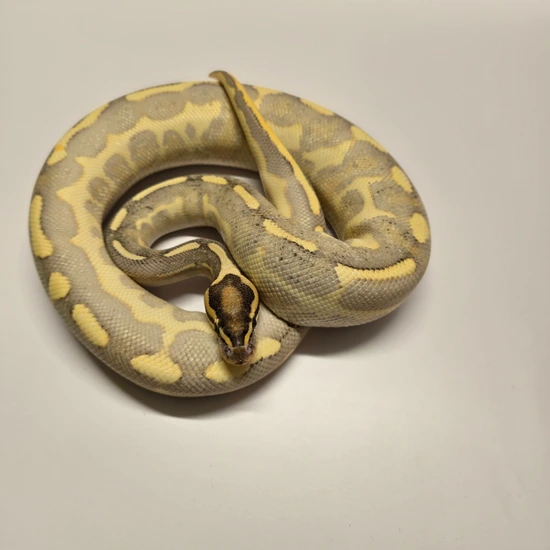 Enchi Leo Highway Ball Python by WetterMorph Constrictors