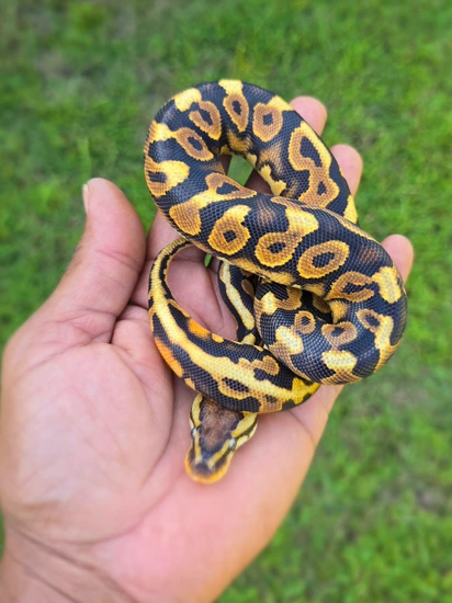 Black Pastel Enchi Rs Het Clown Ball Python by WetterMorph Constrictors