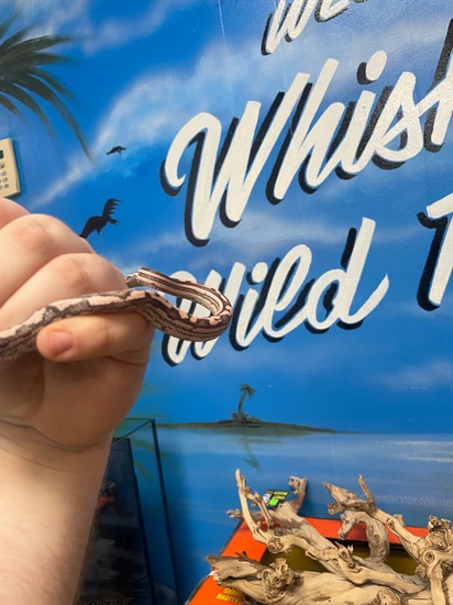 RED Factor Ultramel Anery Tessera Corn Snake by Whiskers Wings and Wild ...