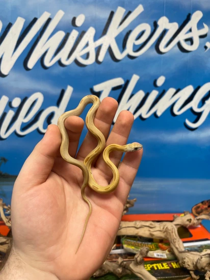 Honey Stripe Corn Snake by Whiskers Wings and Wild Things