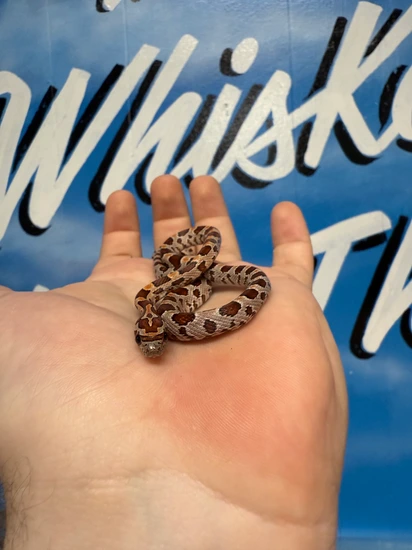 Normal Corn Snake by Whiskers Wings and Wild Things