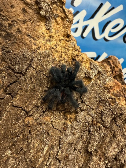 Avicularia Avicularia - Pink Toe Tarantula by Whiskers Wings and Wild ...
