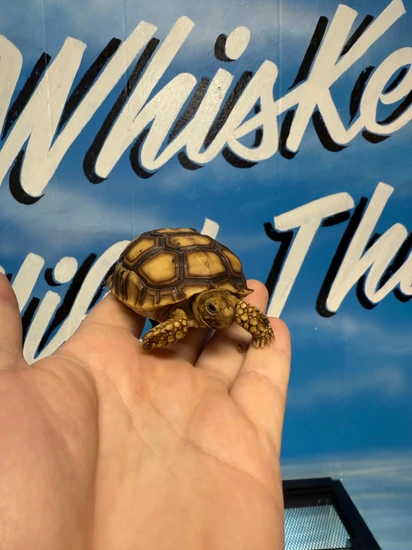 Sulcata Tortoise by Whiskers Wings and Wild Things