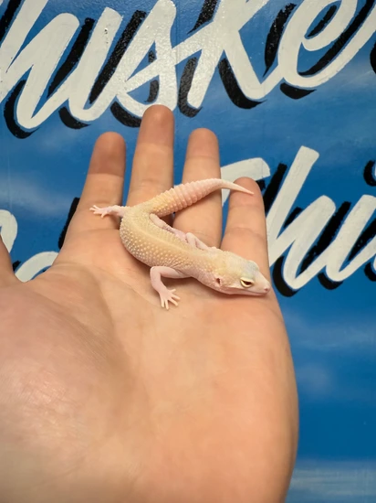 Raptor (Snake Eyes) Leopard Gecko by Whiskers Wings and Wild Things