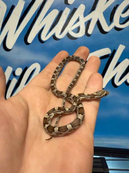 Caramel Corn Snake by Whiskers Wings and Wild Things