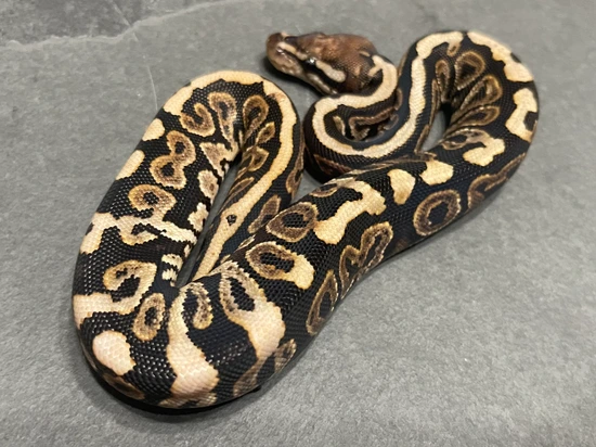 Spotnose Huffman 100% Het Hypo Ball Python by Mad Mac Pythons