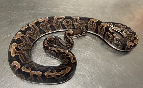 GHI DH Clown Hypo Ball Python by Mad Mac Pythons