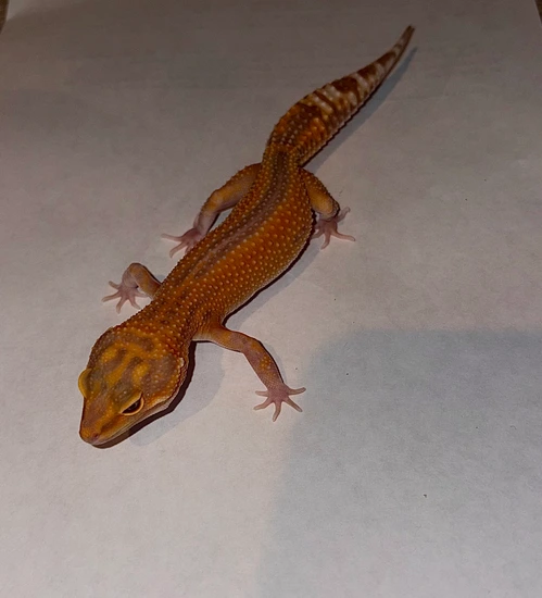 Lava Tremper Female Leopard Gecko by Solar Reptiles