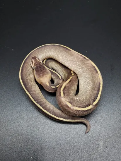 Super Chocolate Mojave Poss Blackhead Poss Trick Poss Ringer Gene Ball ...