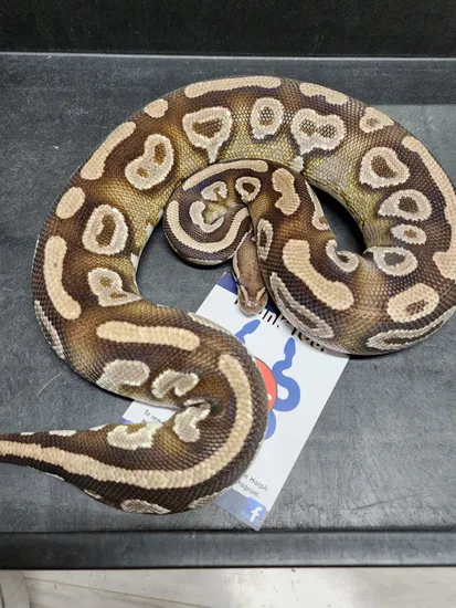 Mojave YB. Sale Ball Python by Goodys Exotics