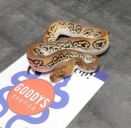 Super Blackhead Super Red Gene Clown 66% Het Hypo Ball Python by Goodys ...