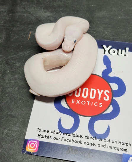 Super Fire Enchi Clown (Od) (Red Stripe) Ball Python by Goodys Exotics