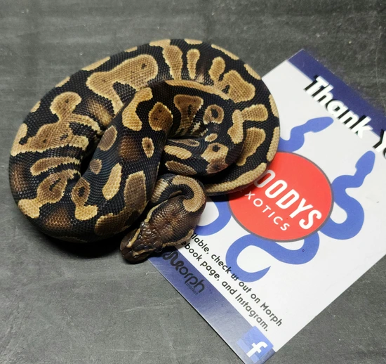 YB Het Pied (Midas) Ball Python by Goodys Exotics