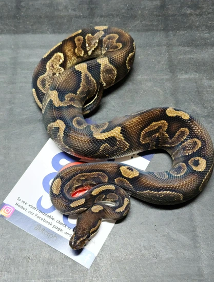 Chocolate Calico Trick Ball Python by Goodys Exotics