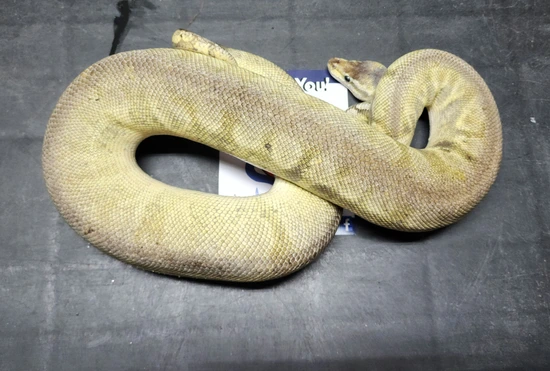 Sterling GHI (Calico) Ball Python by Goodys Exotics