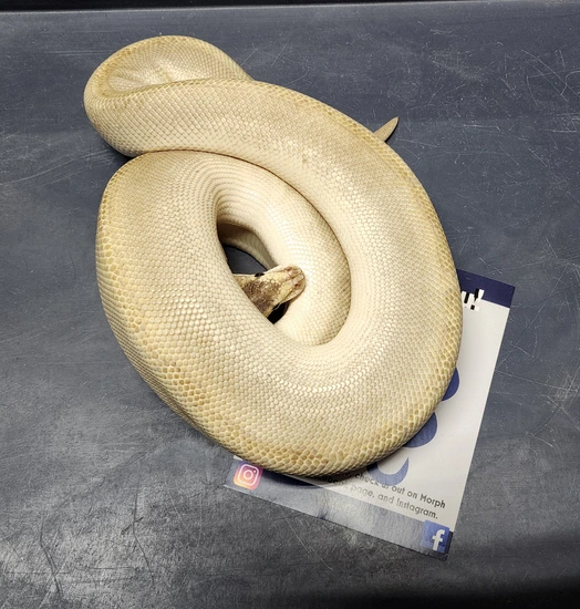 OD YB Phantom Champagne Het Clown Ball Python by Goodys Exotics