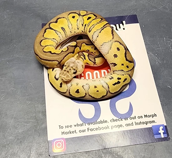Pastel (YB) Red Stripe Clown Ball Python by Goodys Exotics