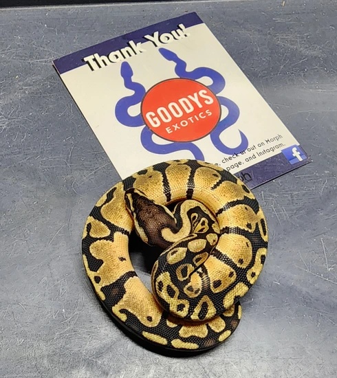 Pastel Het Desert Ghost Ball Python by Goodys Exotics