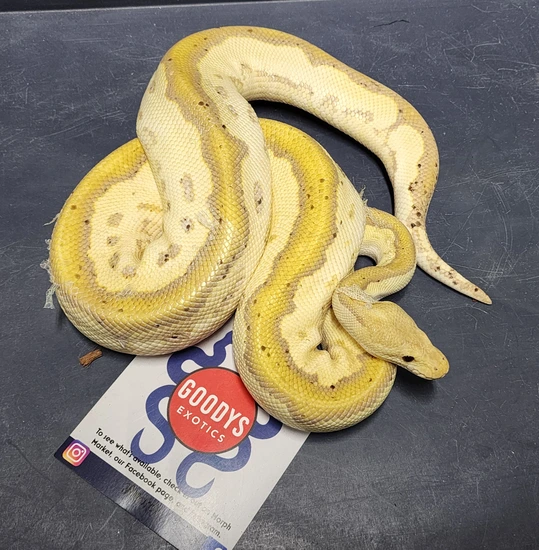 Banana Cinnamon Blade Clown Ball Python by Goodys Exotics