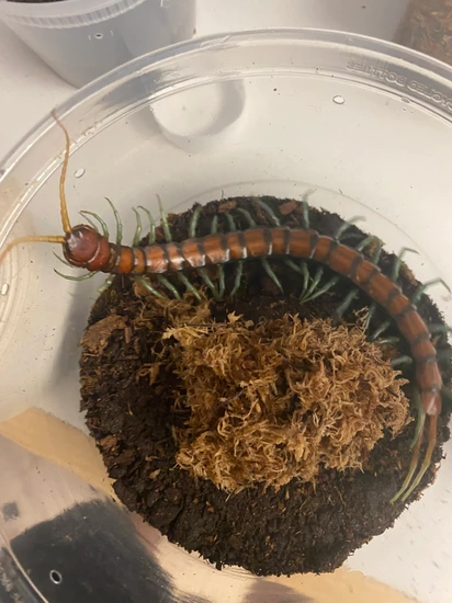 Scolopendra Sp. "Mint Leg" - Pale Green Legs - ONE LEFT Centipede by ...