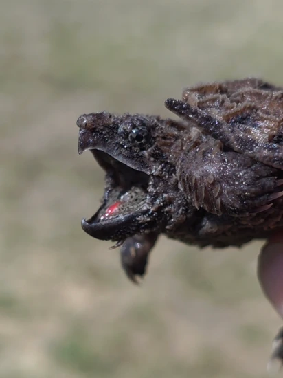 CB Alligator Snapping Turtle Hatchlings by New England Turtle