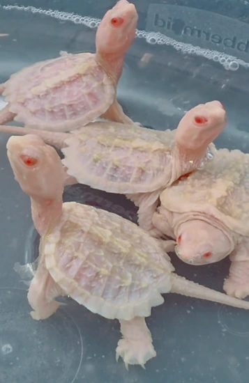 '25 T- Albino Common Snappers Snapping Turtle by New England Turtle