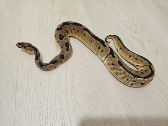 Fire Enchi Batman Boy Ball Python by Sage Land Snakes