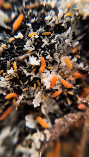 Orange Springtails Yuukianura Aphoruroides Rare Springtail Species ...