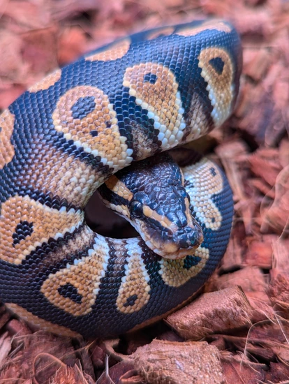 Male Black Head Het Clown Ball Python by Prehistoric Preserve