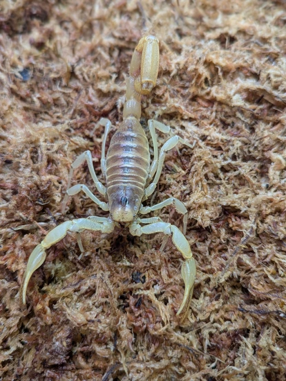 Desert Harry Scorpion by Prehistoric Preserve