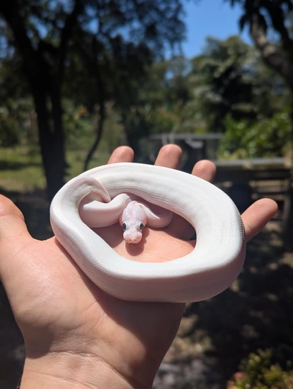 Female White Panda Pied Ball Python by Prehistoric Preserve