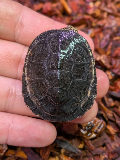 Baby African Keeled Mud Turtle Mud & Musk Turtles by Prehistoric Preserve