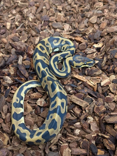 Male Leopard Yellow Belly Het Clown 66% Het Desert Ghost Ball Python by ...