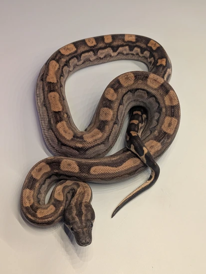 Female Jungle Blood Central American Het Central Albino Boa Constrictor ...