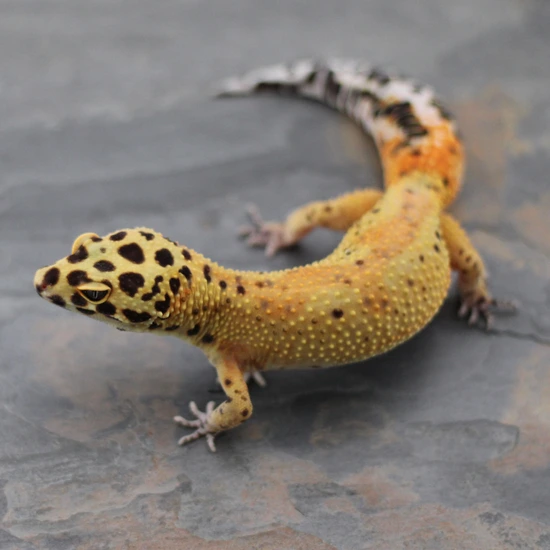 Atomic Joker X Clown G Leopard Gecko by Wildcard Geckos