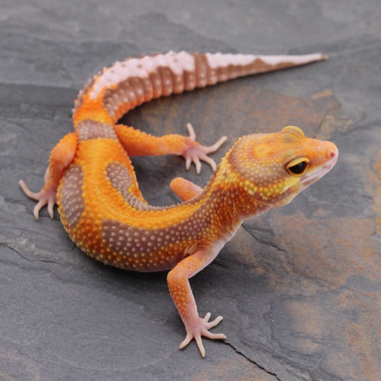 Burning Blood Rainwater BAE Leopard Gecko by Wildcard Geckos