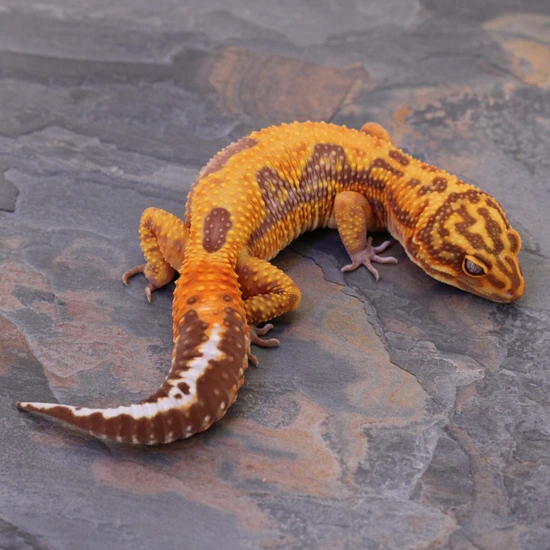 Black Blood Lava Tremper Leopard Gecko by Wildcard Geckos